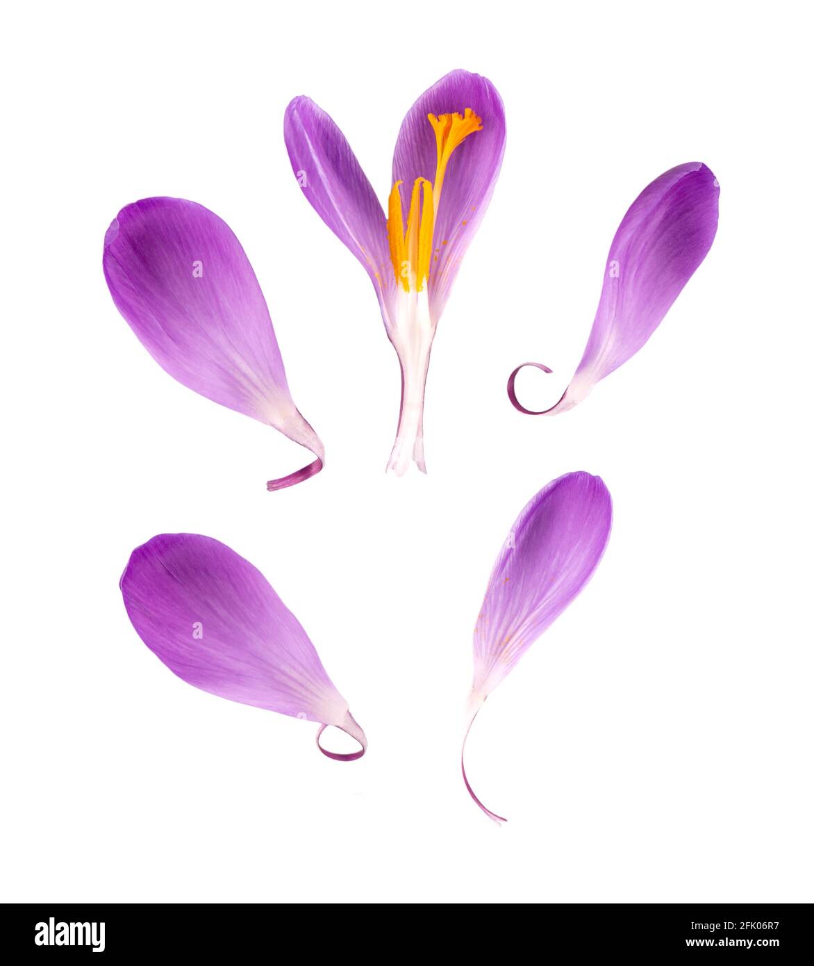 Crocus flower isolated on white background. Close up of saffron flower ...