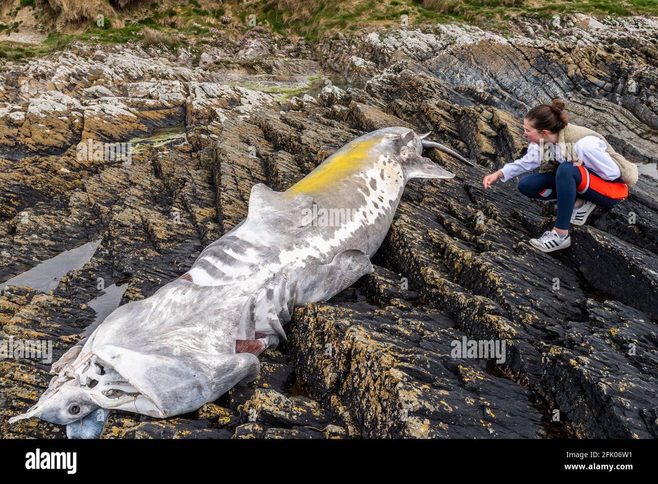 Dead basking shark hi-res stock photography and images - Alamy