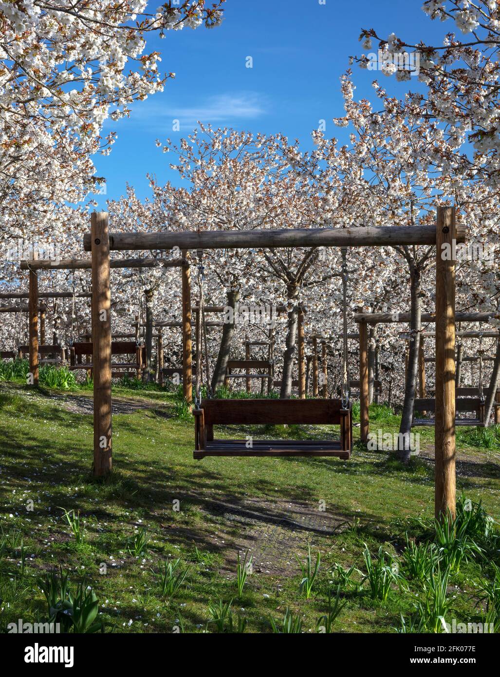 Taihaku cherry orchard hi-res stock photography and images - Alamy