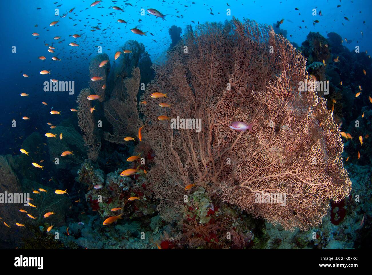 Gorgonian colony in a beautiful coral reef of the Red Sea Stock Photo ...