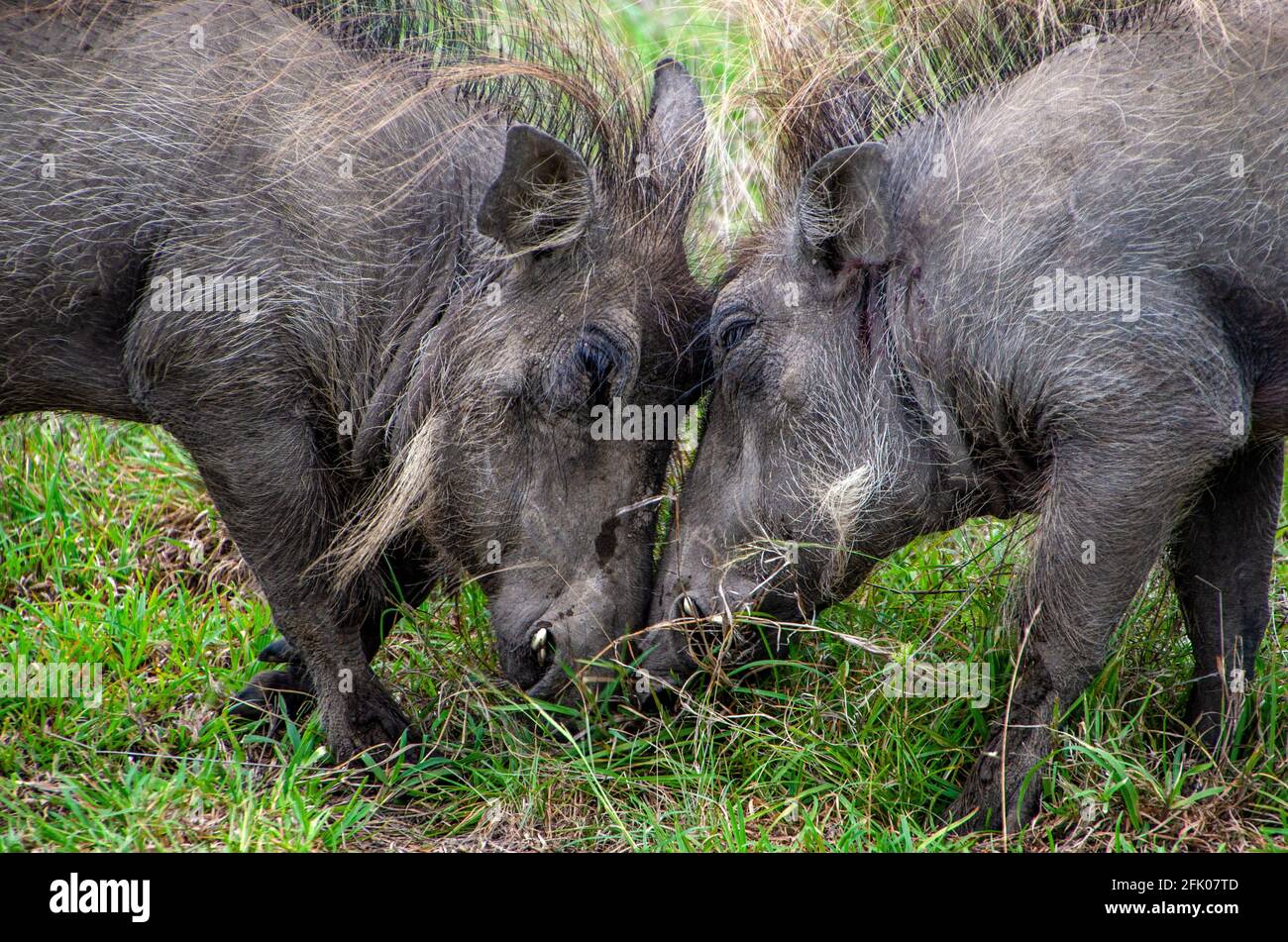 Warthogs fighting hi-res stock photography and images - Alamy