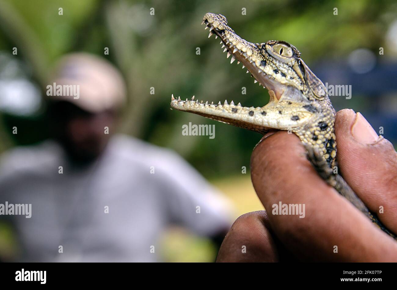 Baby crocodile hold in a hand during a lecture in a croc farm Stock ...