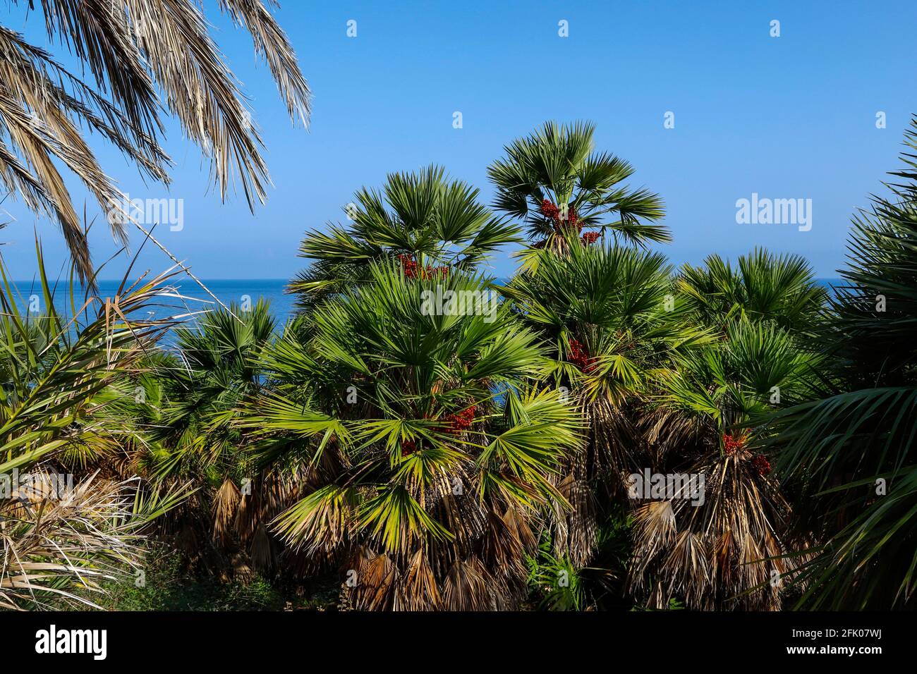 Dwarf palms, mediterranean trees, Chamaerops humilis, in Zingaro Nature ...
