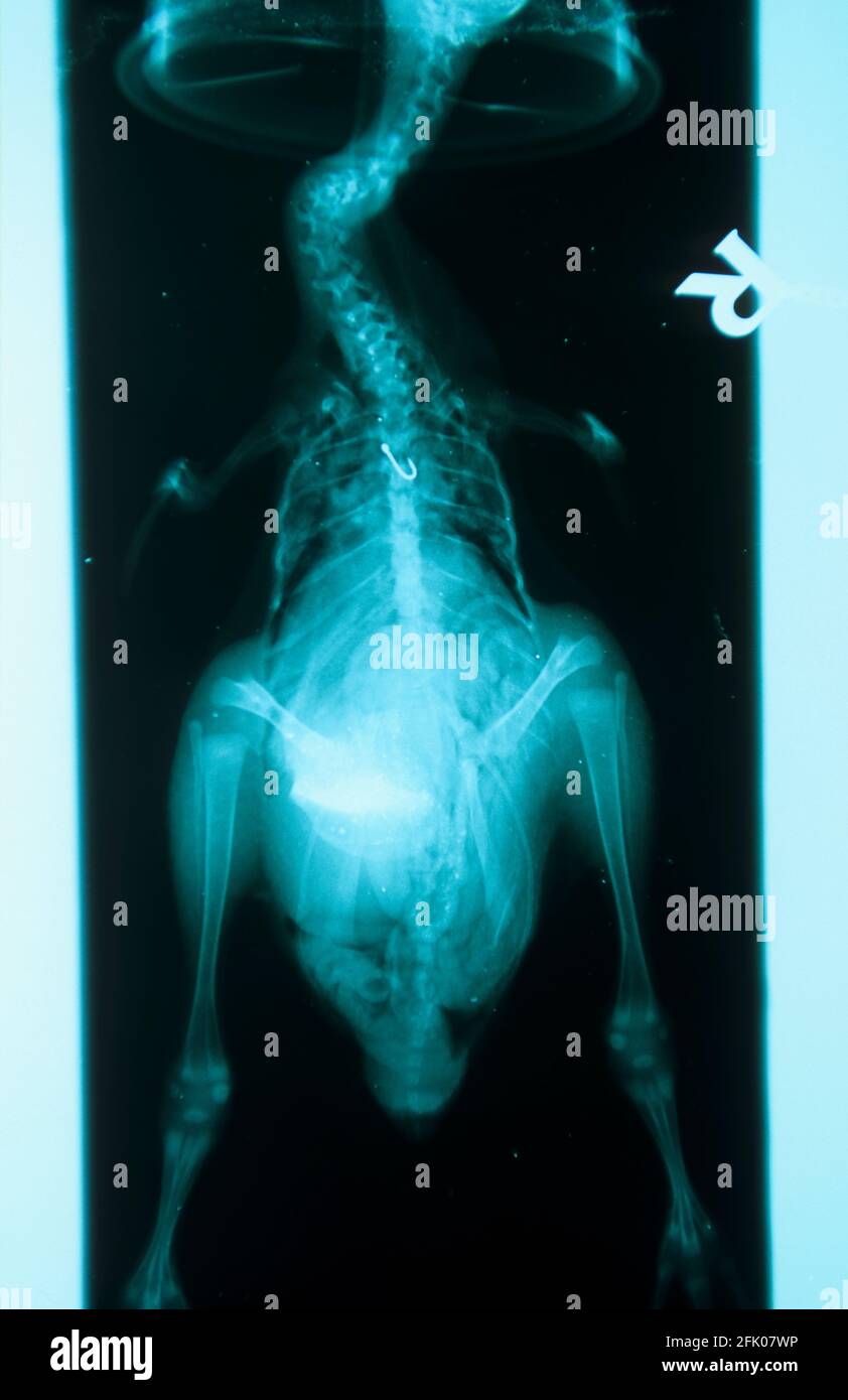 X-ray of swan with swallowed fishing hook, IK Stock Photo - Alamy