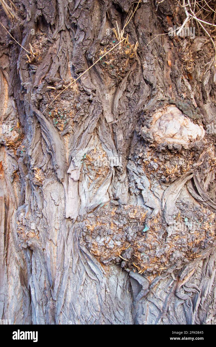 Grunge Texture of grey tree trunk bark. Loft grange old ancient concept ...