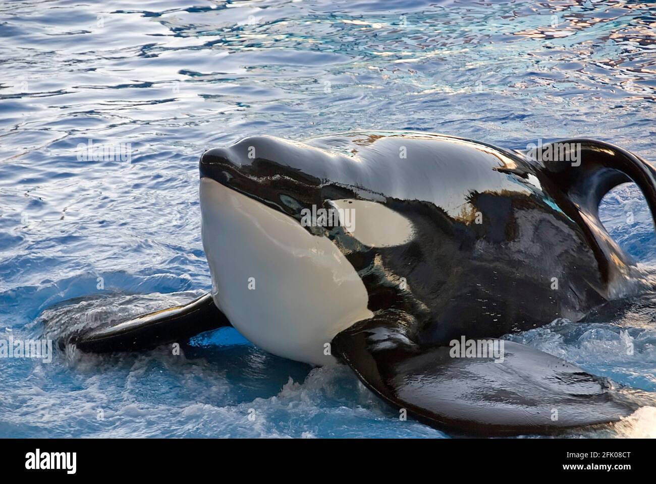 Killer Whale Holds Trainer Hostage