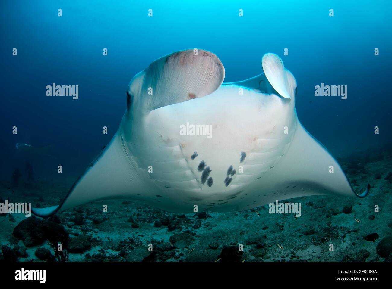 Manta ray in a cleaning station Stock Photo - Alamy