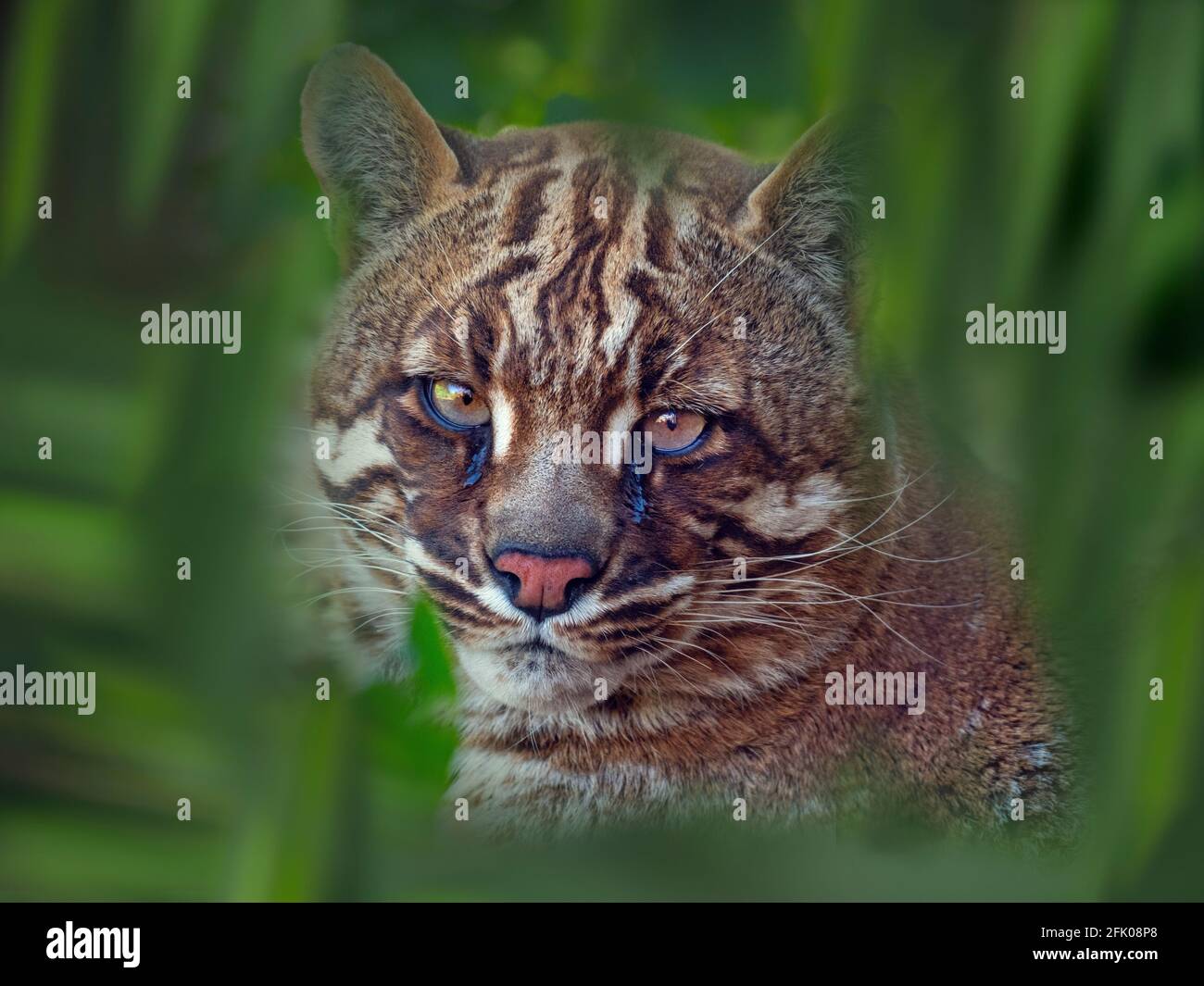 Golden brown cat hi-res stock photography and images - Alamy