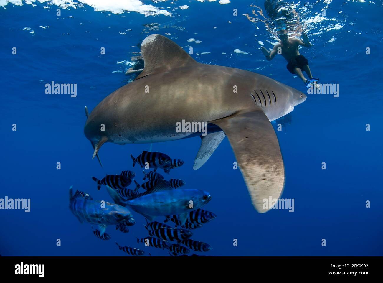 Oceanic white tip Shark (Carcharhinus longimanus) with a snorkeler and ...
