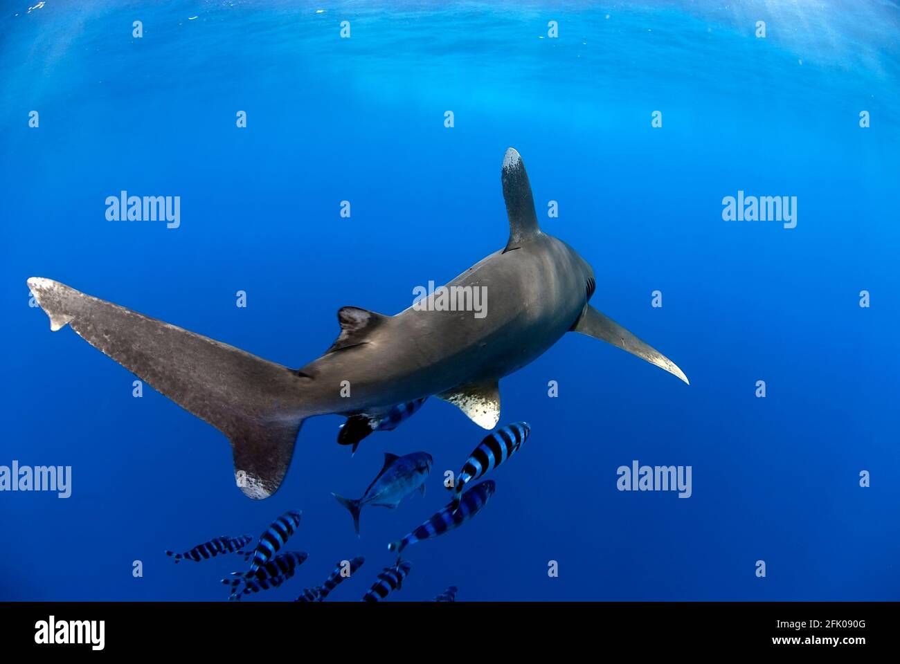 Rear view of a longimanus moving with some pilot fishes Stock Photo - Alamy