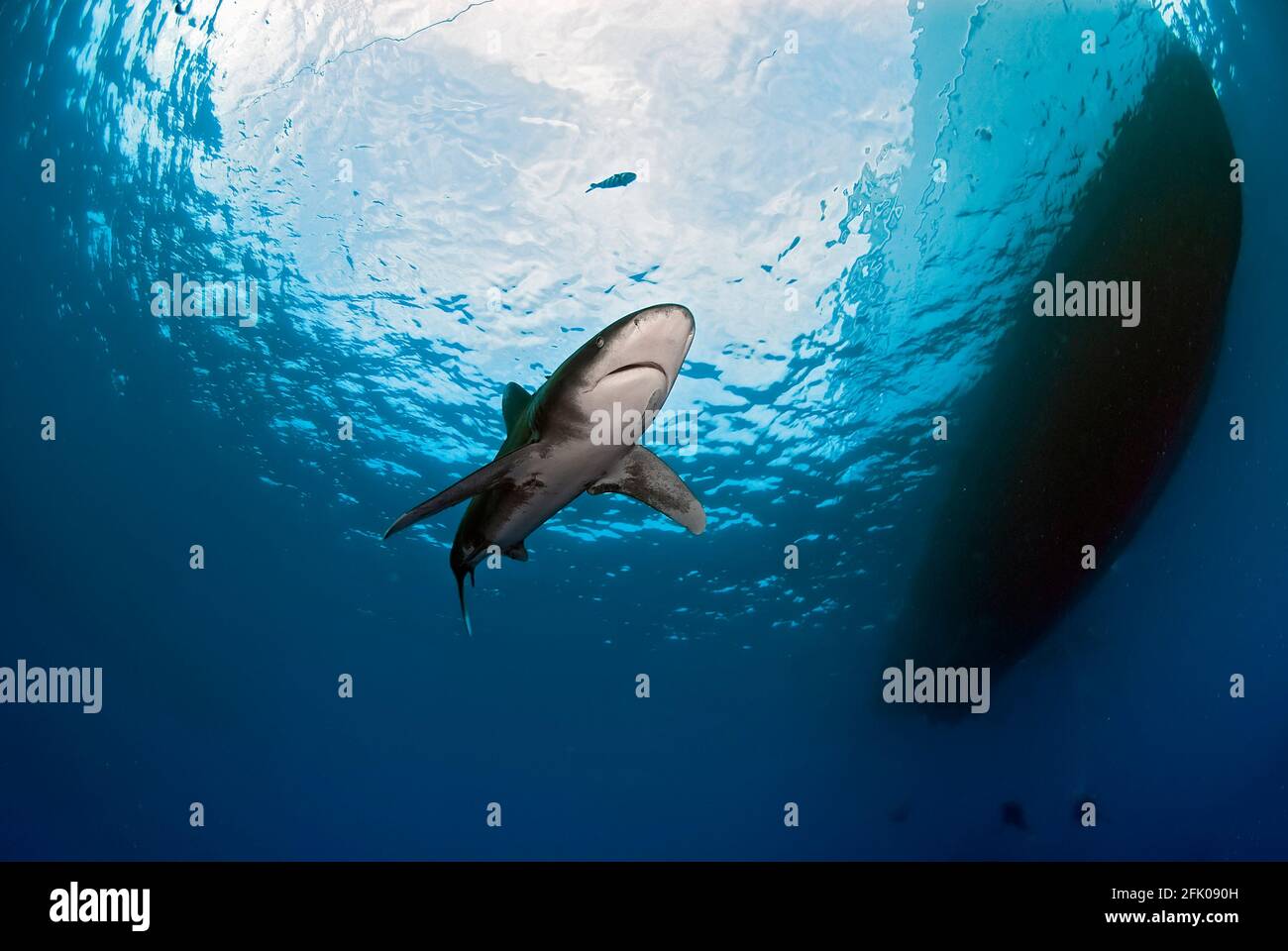 View of an oceanica white tip shark or longimanus from below. Swimming ...