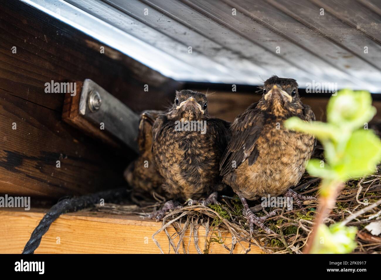 Three baby blackbirds sitting next to their nest. At this point they ...
