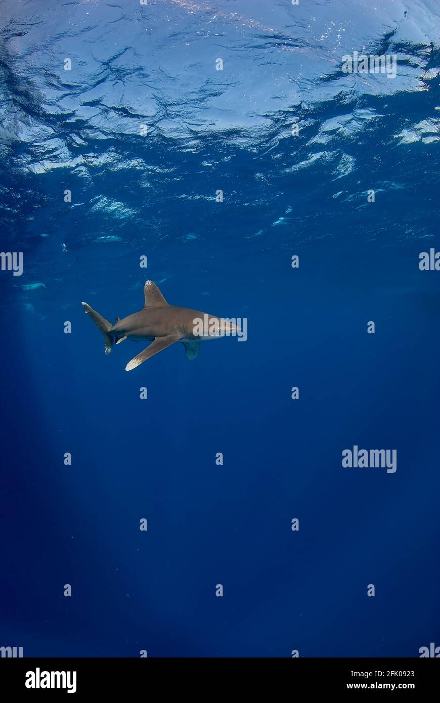 Vertical image of a longimanus swimming close to the surface Stock ...