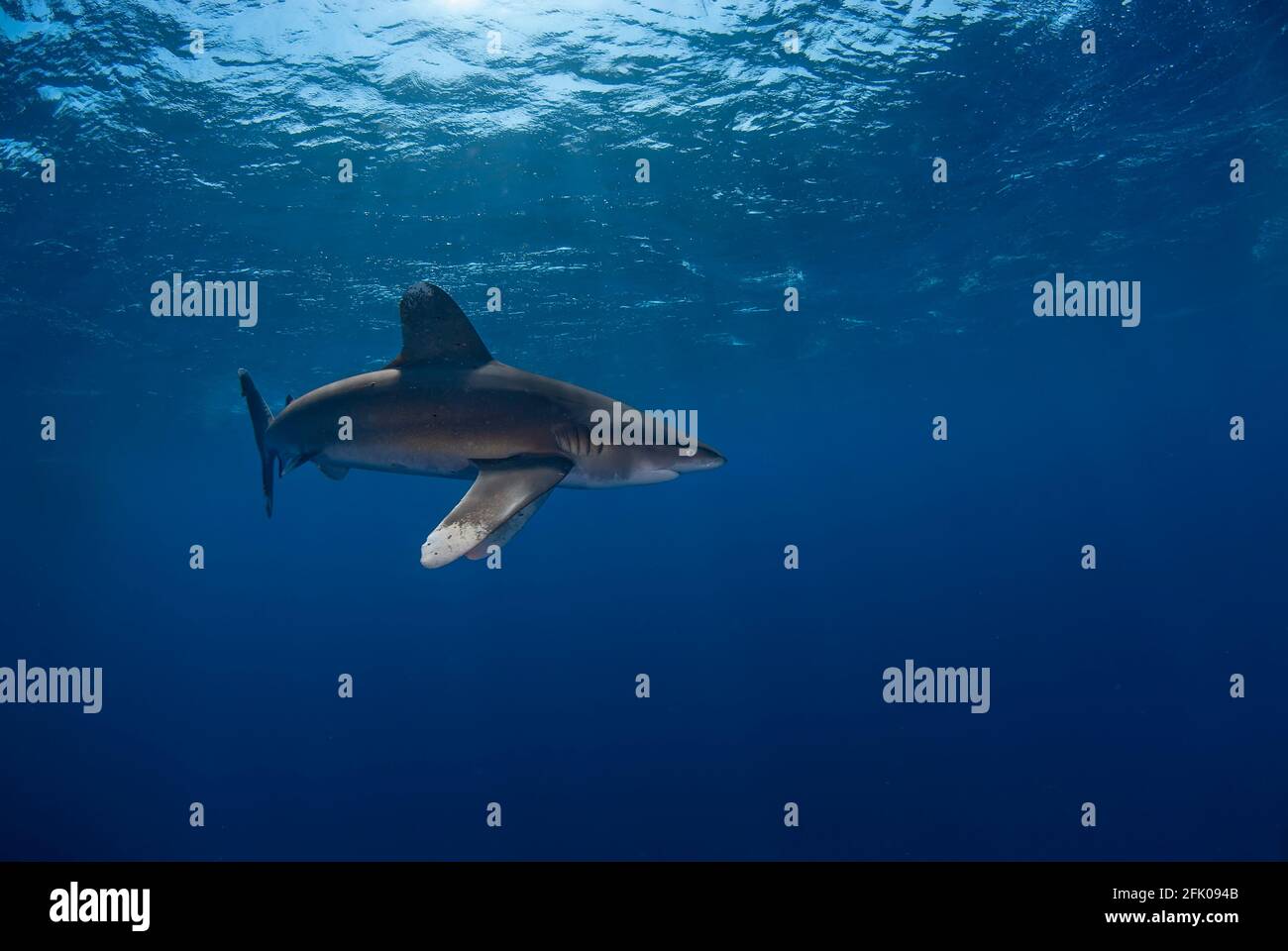 Lateral view of a longimanus shark moving close to the surface Stock ...