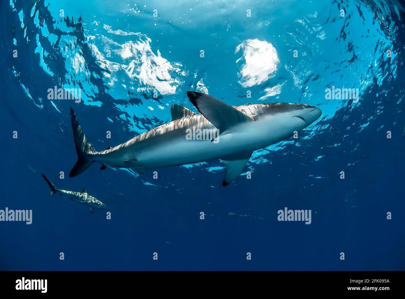 Bellow sea hi-res stock photography and images - Alamy
