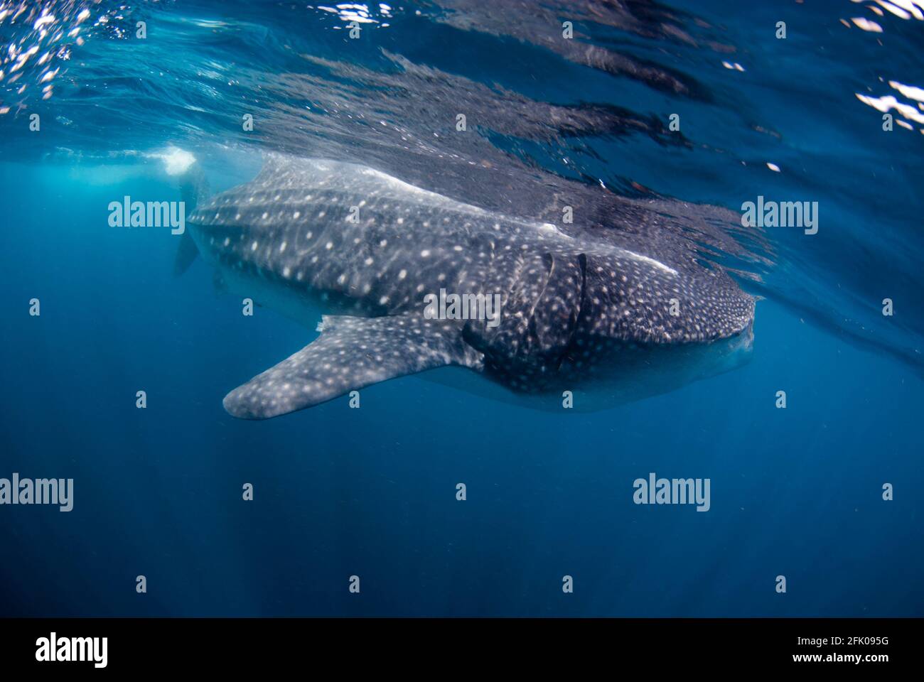 Blue whale filter feeding hi-res stock photography and images - Alamy