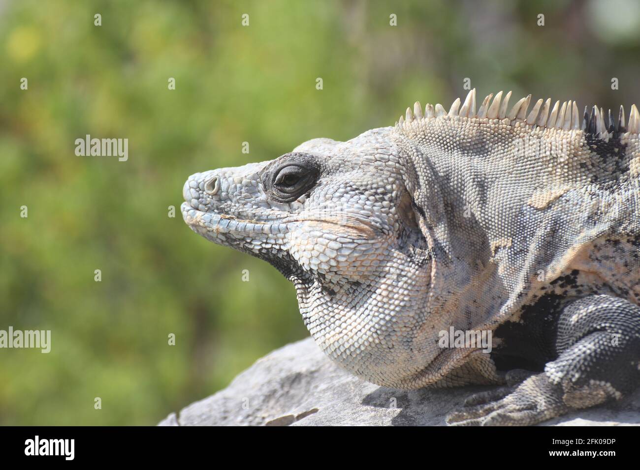 large lizard with spikes on the back Stock Photo - Alamy