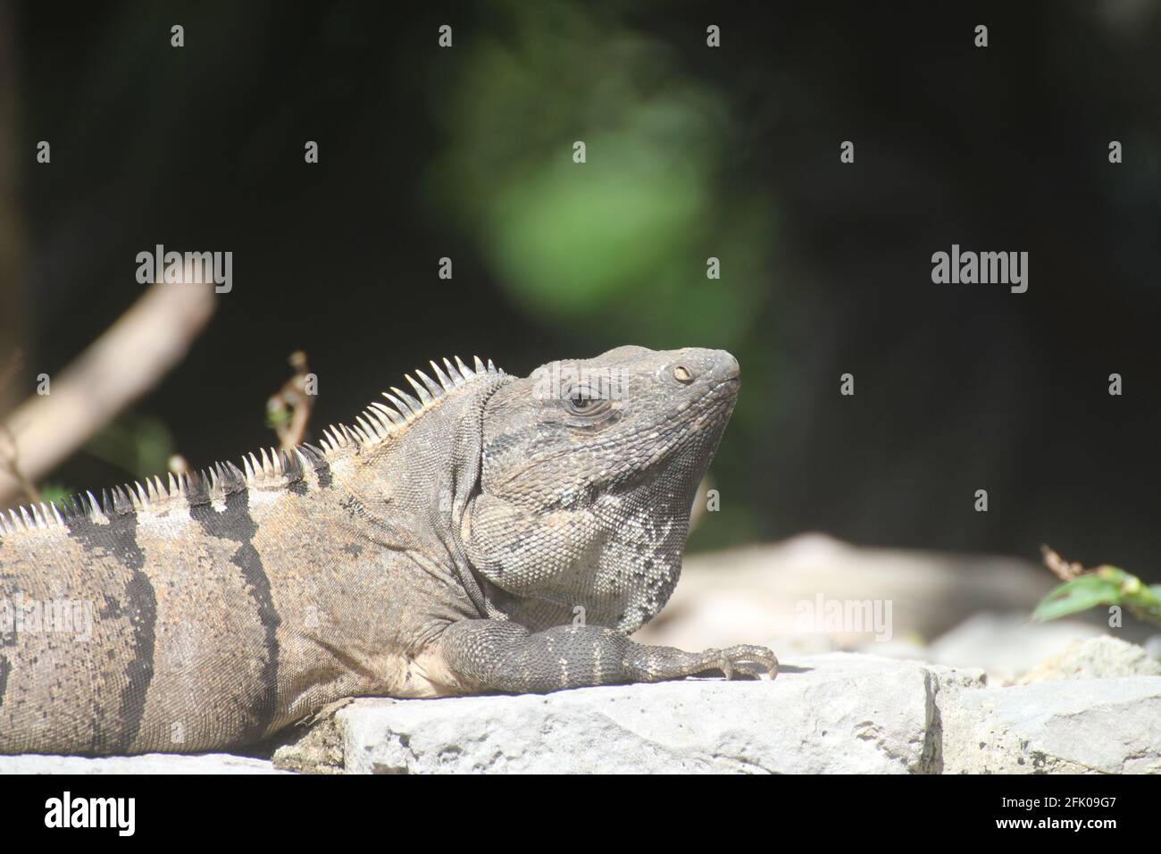 large lizard with spikes on the back Stock Photo - Alamy