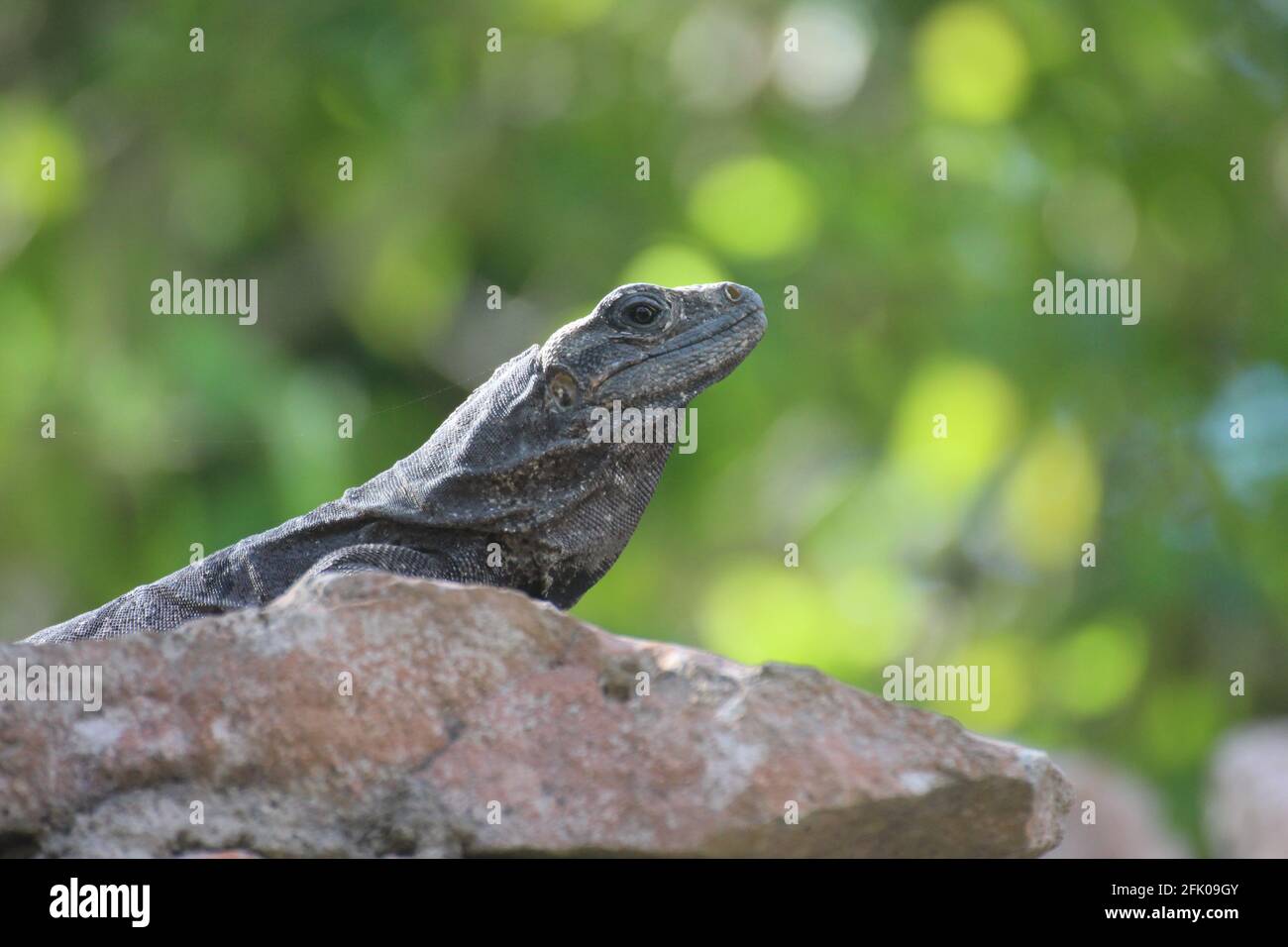 small, narrow Lizard Stock Photo - Alamy