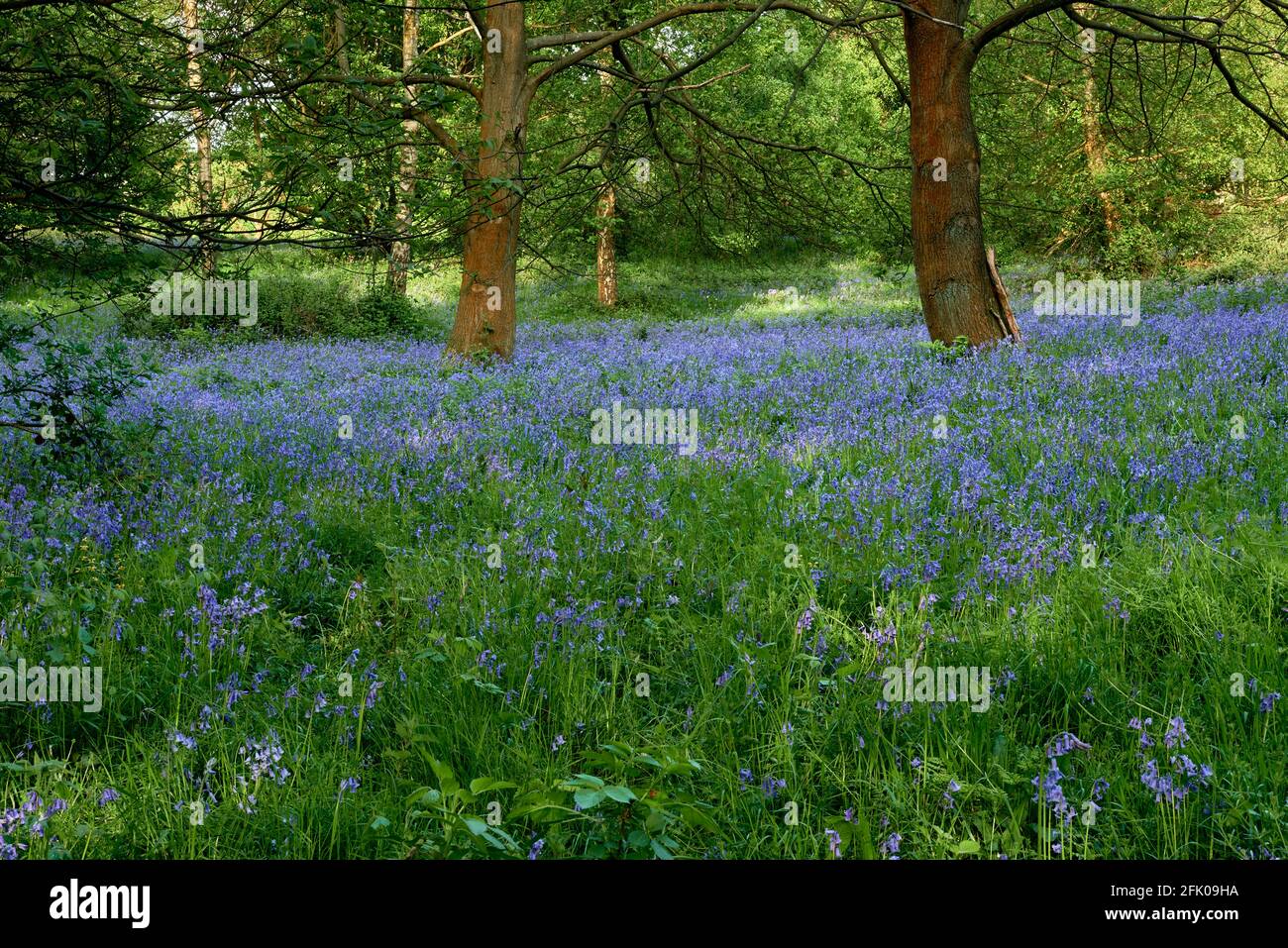 Bluebell woods kent hi-res stock photography and images - Alamy