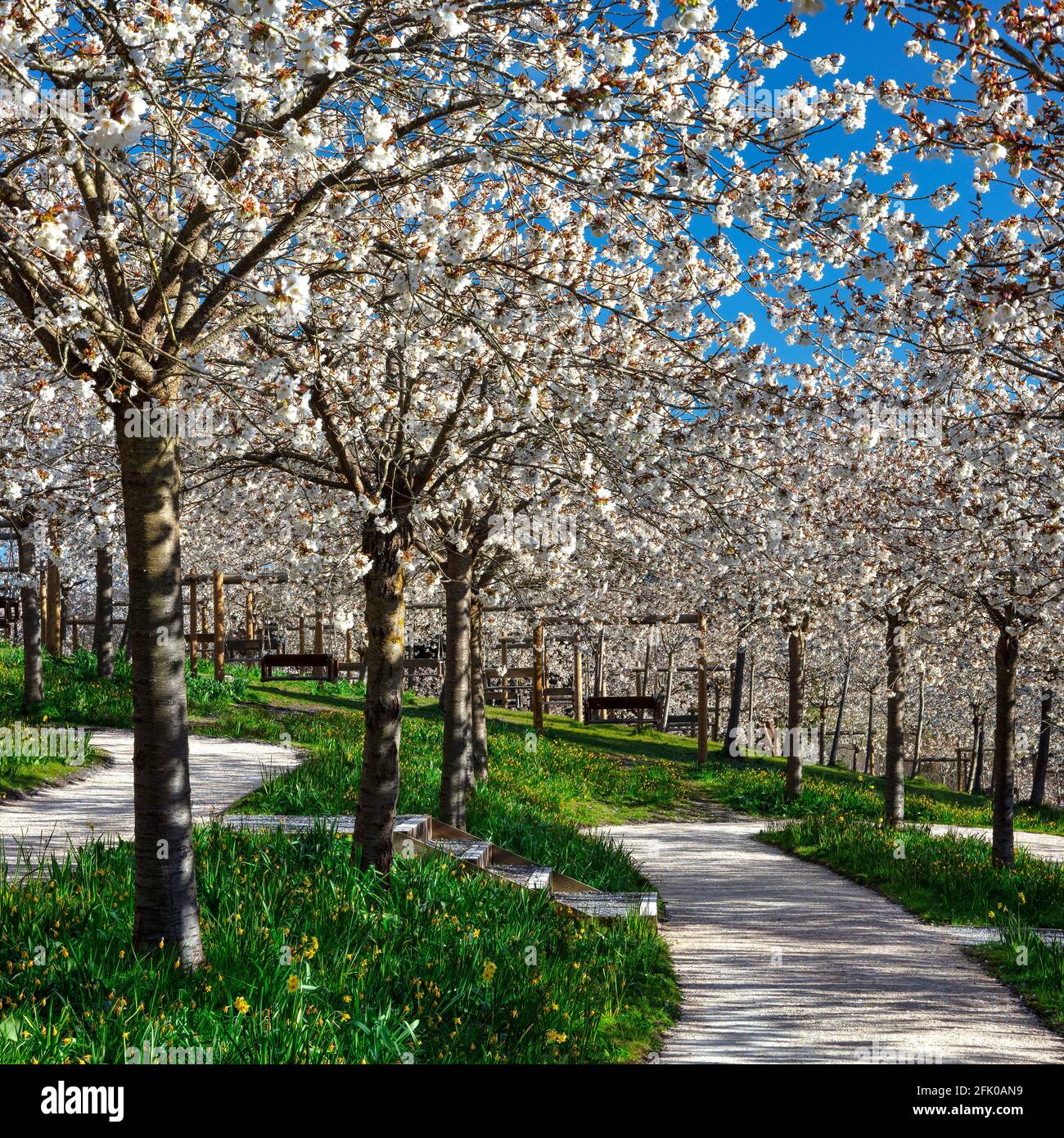 Taihaku Cherry Blossom trees in full bloom at The Alnwick Garden ...