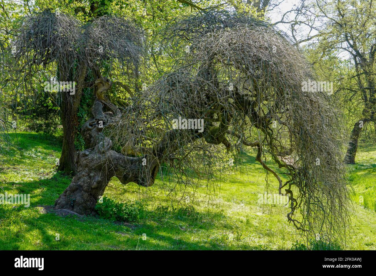 Sad willow on in the park,early spring Stock Photo - Alamy