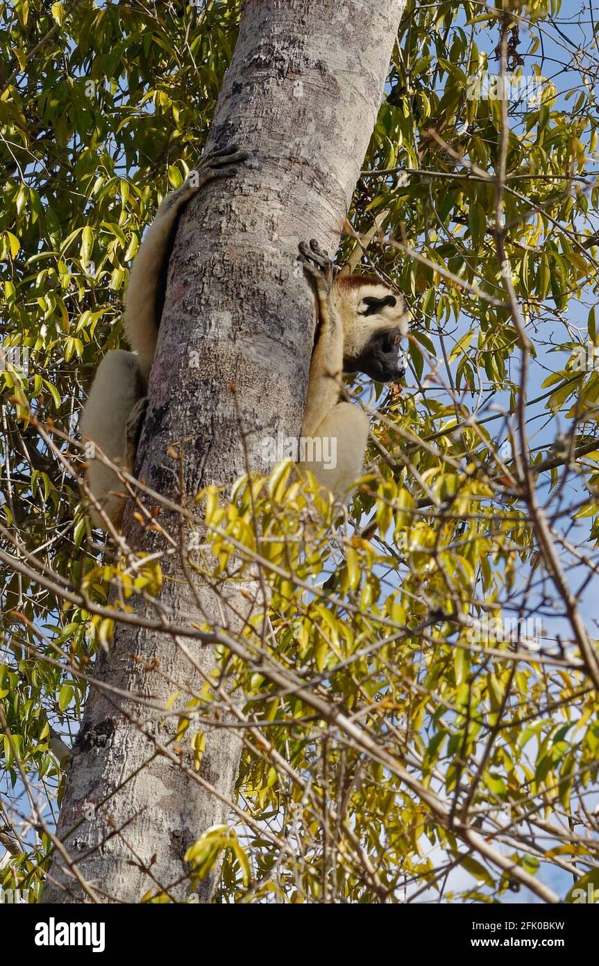 Verreaux's Sifaka or White Sifaka (Propithecus verreauxi) - Madagascar ...