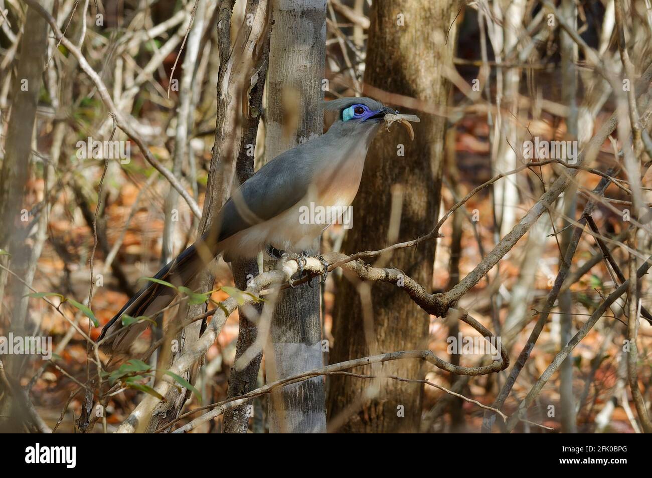Crested coua (Coua cristata) - Madagascar Stock Photo - Alamy