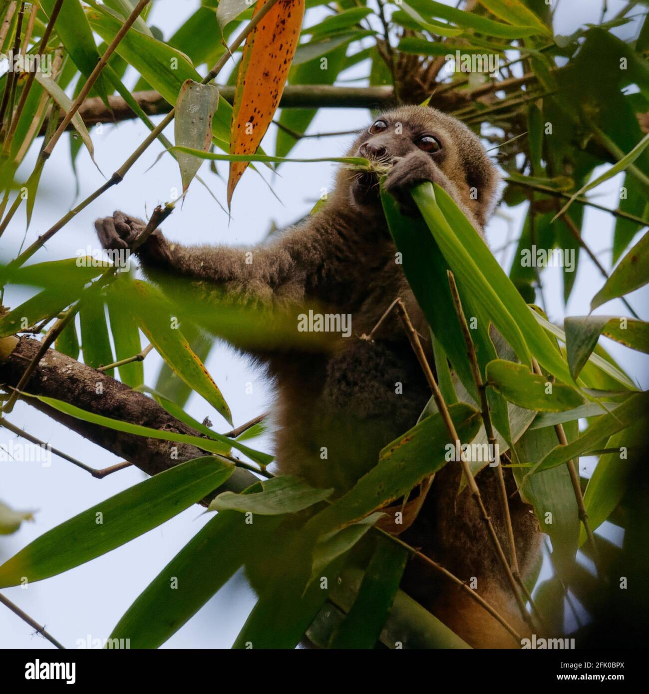 Hapalemur aureus hi-res stock photography and images - Alamy