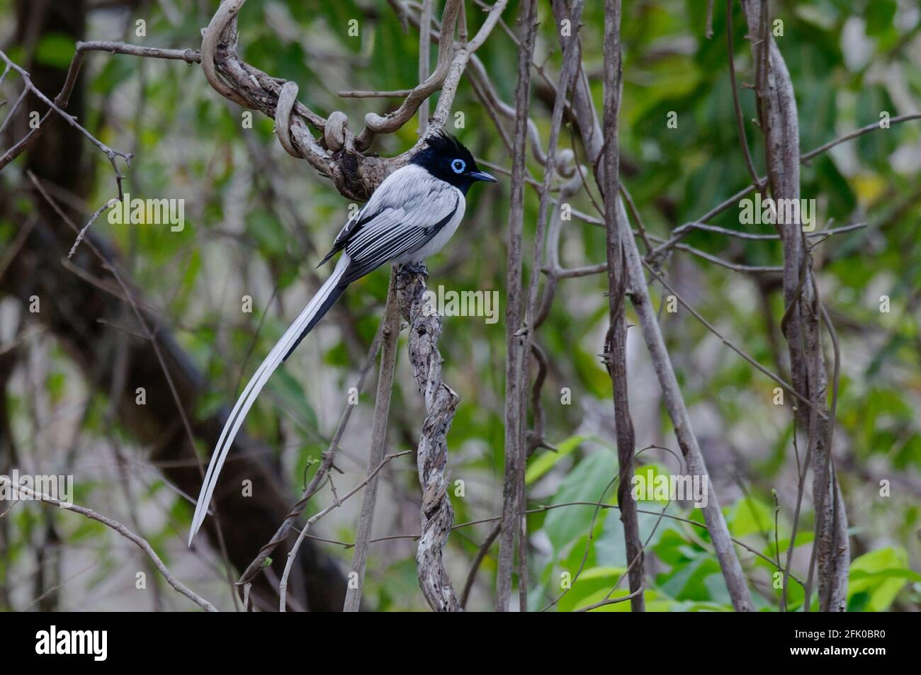 Madagascar Paradise Flycatcher (Terpsiphone mutata) - Madagascar Stock ...