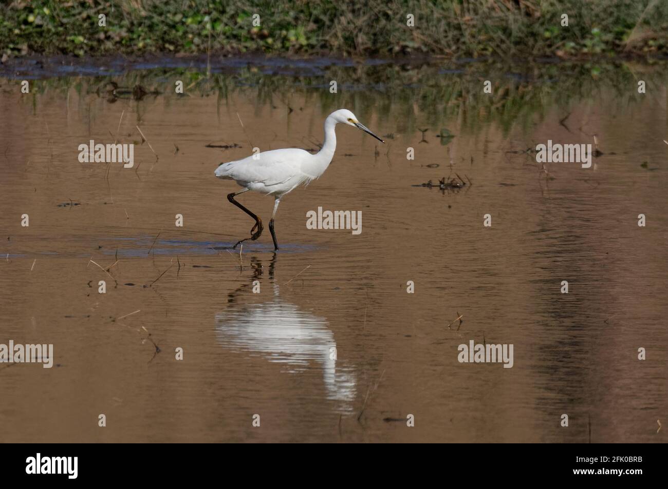 Dimorphic Egret (Egretta dimorpha) - Madagascar Stock Photo - Alamy