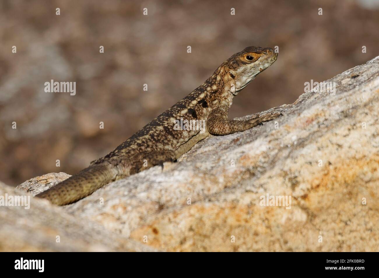 Collared iguanid lizard, Collared iguana, Madagascan collared iguana ...