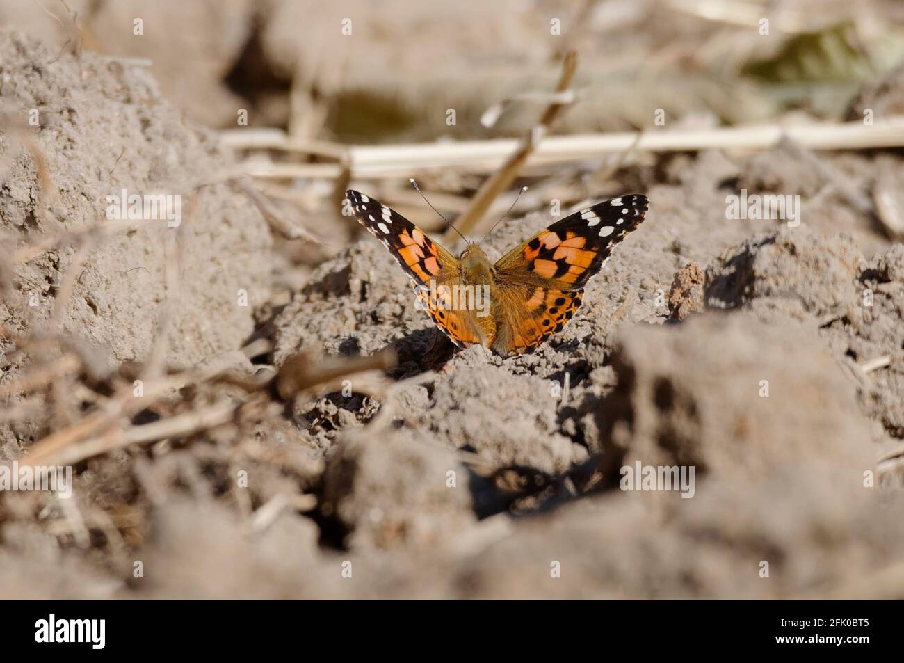 Madagascar lady hi-res stock photography and images - Alamy
