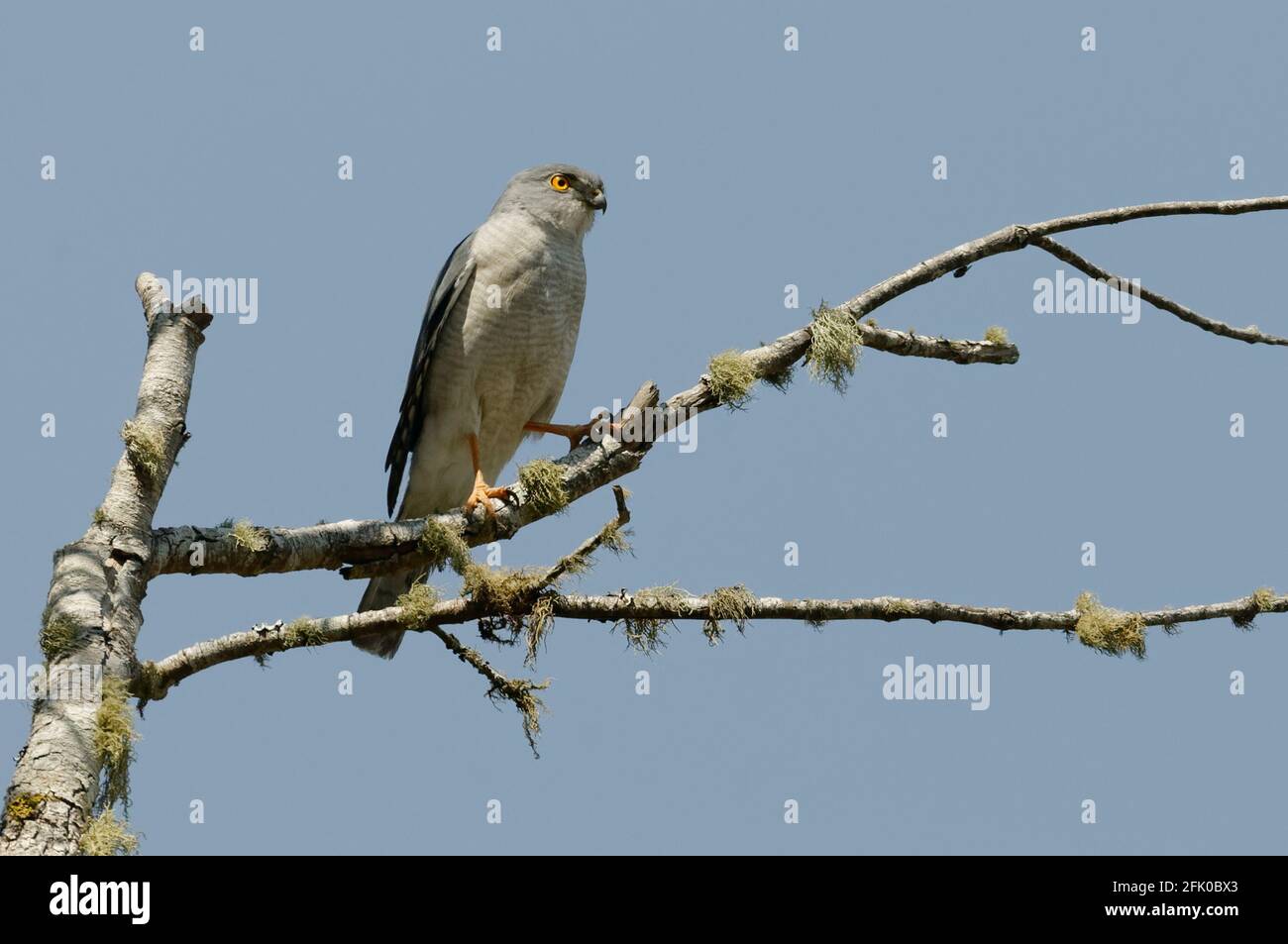 Frances's Sparrowhawk (Accipiter francesiae) - Madagascar Stock Photo ...