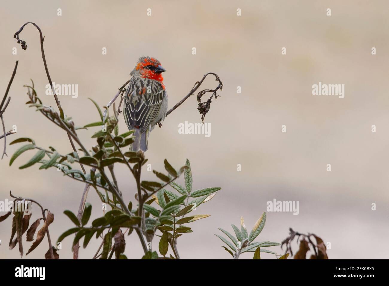 Red cardinal fody or Madagascar fody or Common fody (Foudia ...