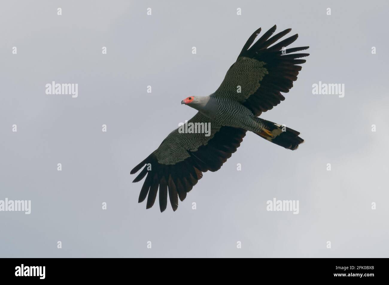 Madagascar Harrier-Hawk (Polyboroides radiatus) - Madagascar Stock ...
