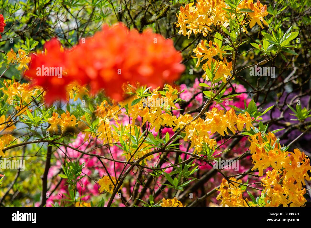 Portland, Oregon. 26th Apr, 2021. Flowers burst with color during peak ...