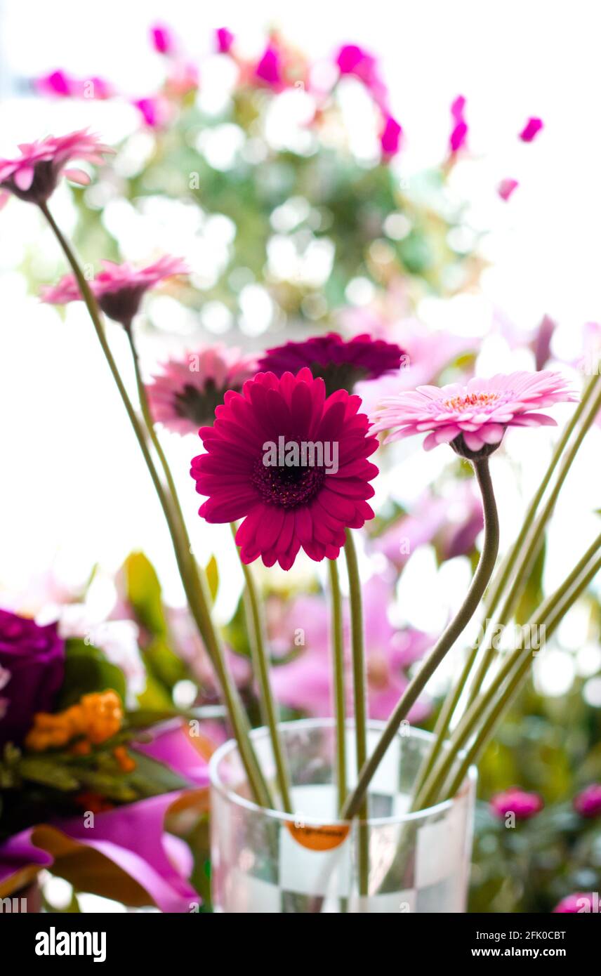 Gerbera variety hi-res stock photography and images - Alamy