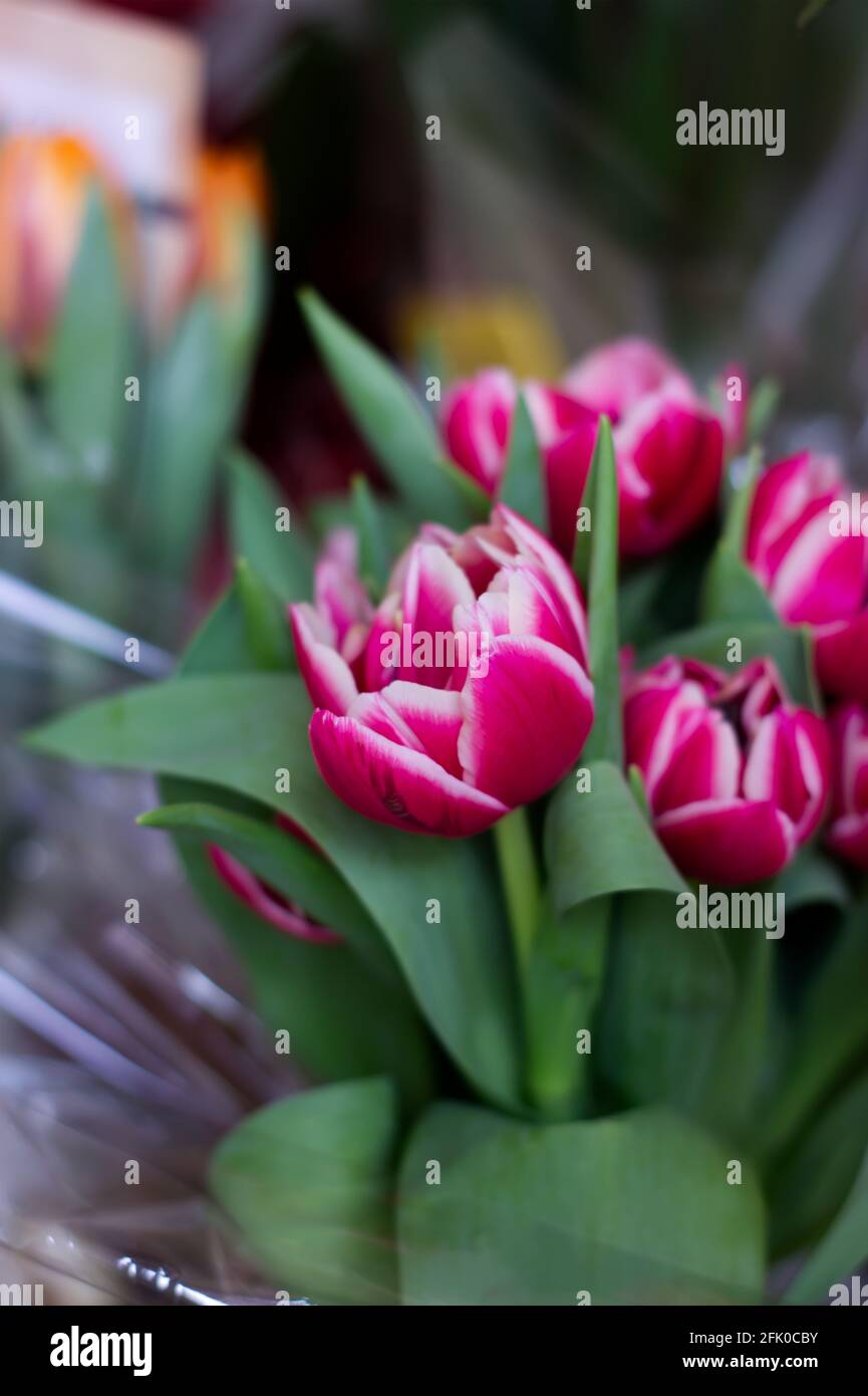 Fuchsia Tulips High Resolution Stock Photography and Images - Alamy