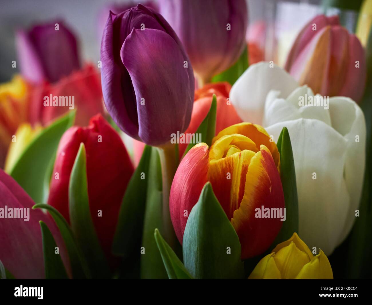 Purple elegance tulip hi-res stock photography and images - Alamy