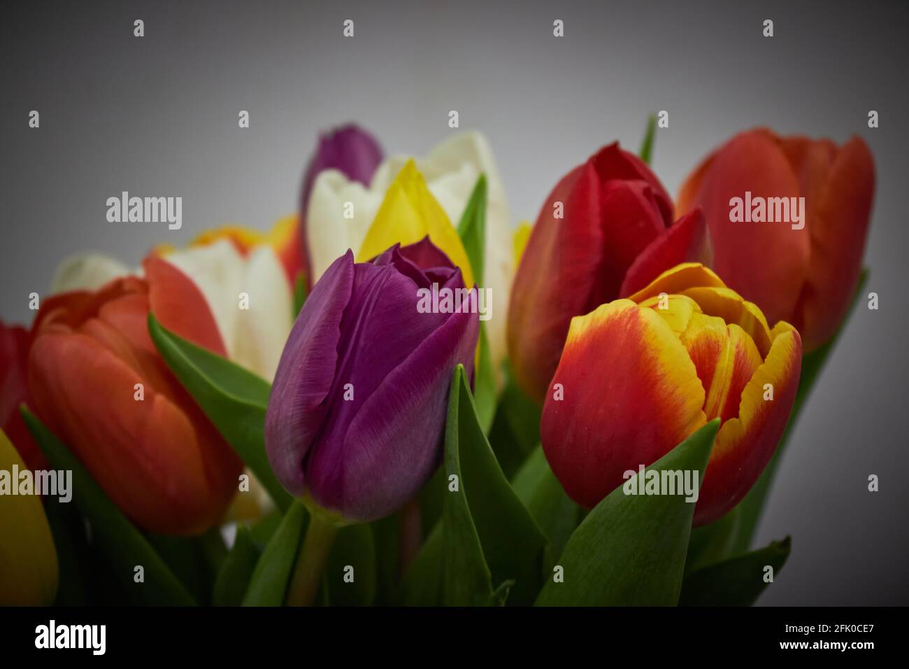 Purple elegance tulip hi-res stock photography and images - Alamy