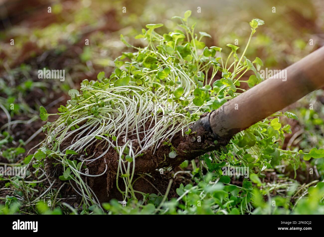 Improving soil structure with green manure. Mustard crops. The concept ...