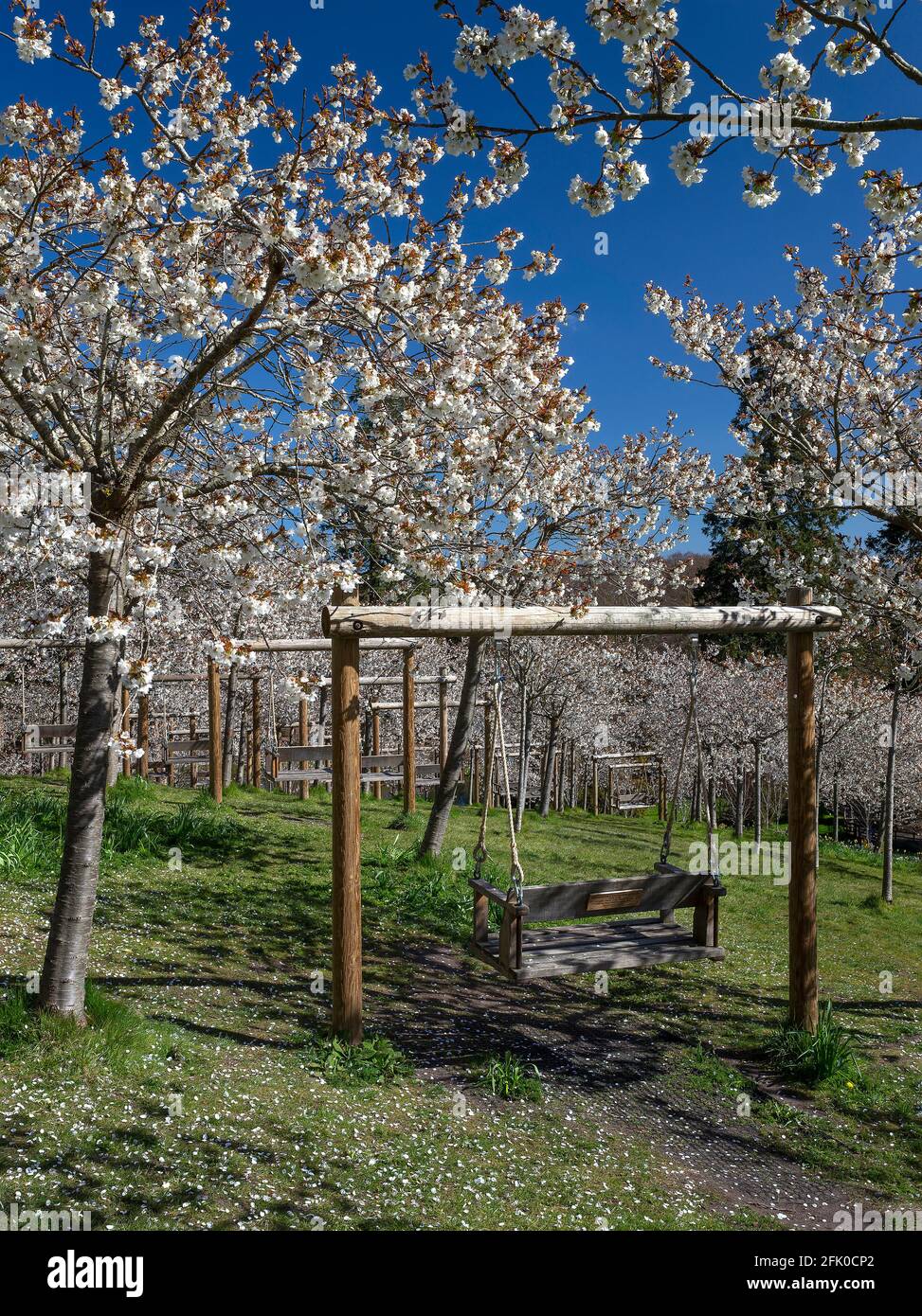Taihaku cherry orchard hi-res stock photography and images - Alamy