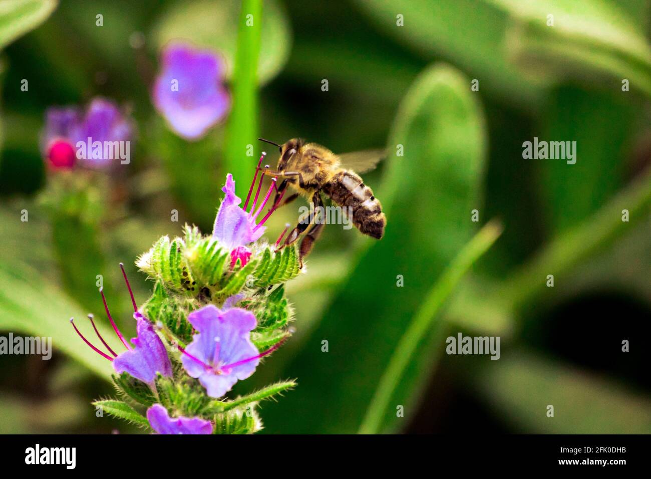 Shallow focus of a bee drinking nectar from a flower outdoors Stock ...