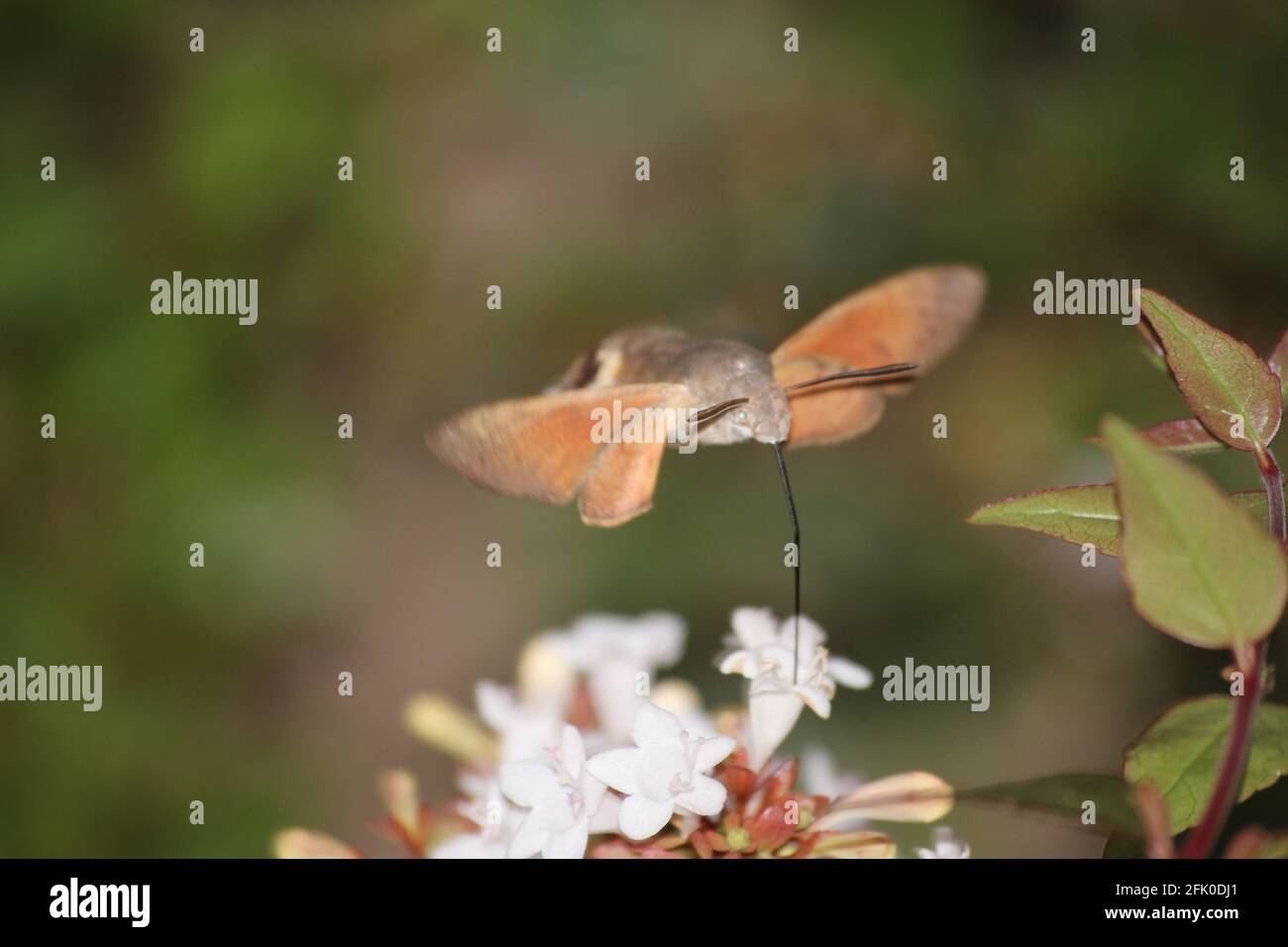 Shallow focus of a hawk moth drinking nectar from a flower outdoors ...