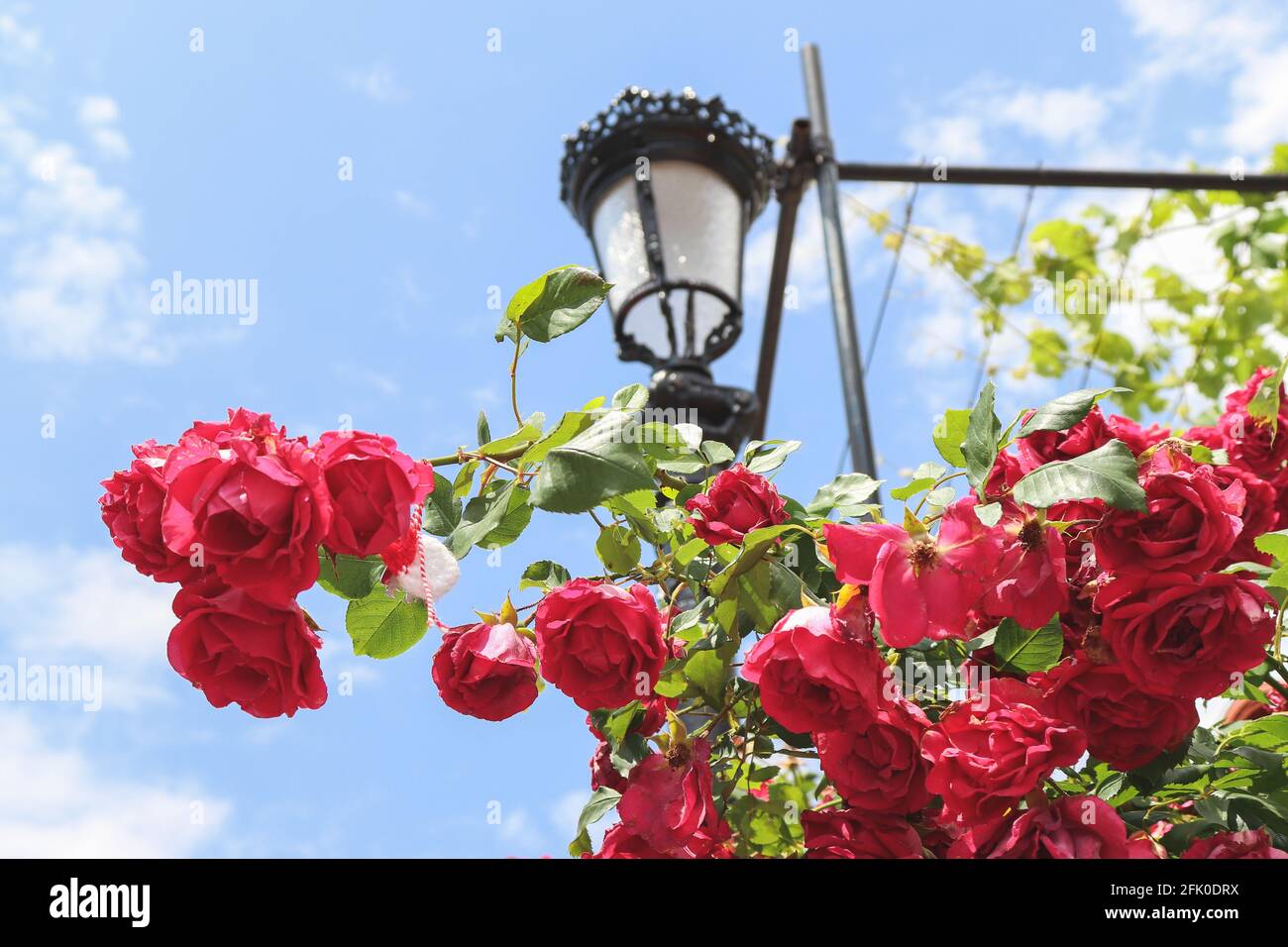 Red roses in spring Stock Photo - Alamy