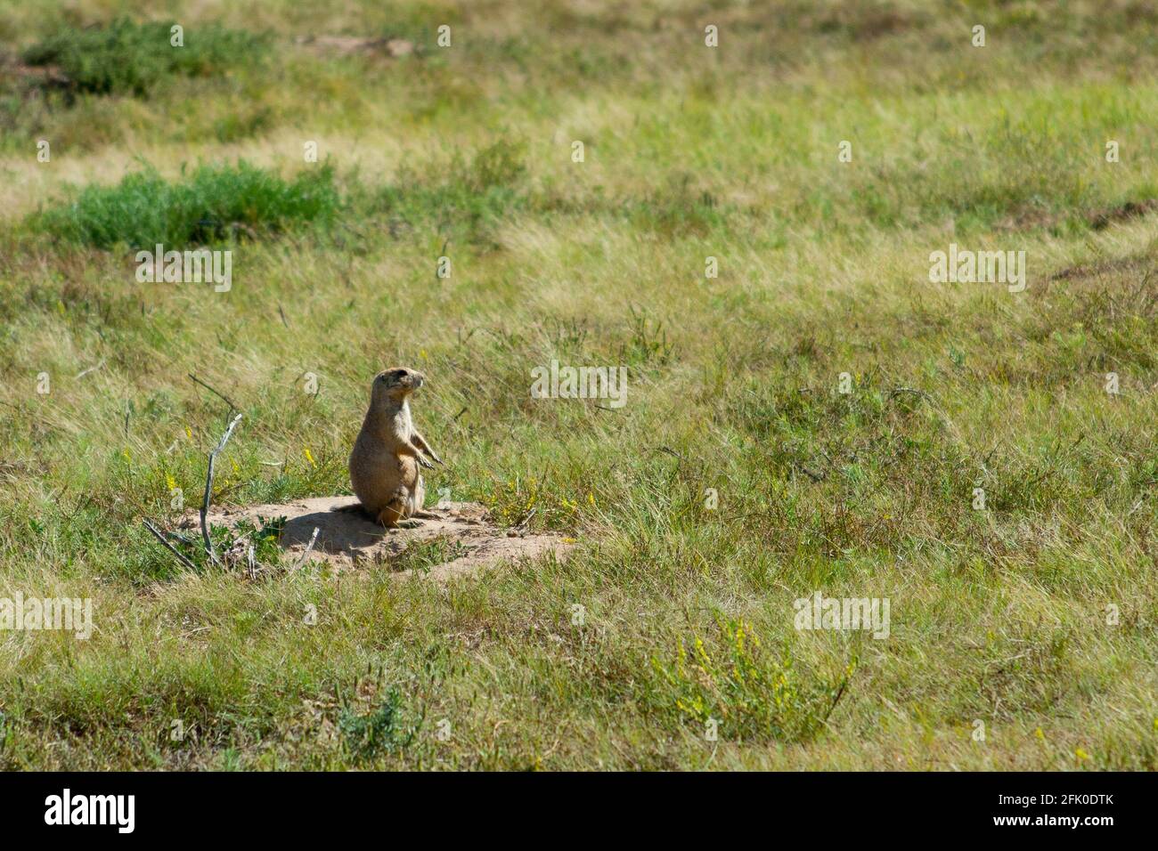 Adorable brown gopher standing hi-res stock photography and images - Alamy