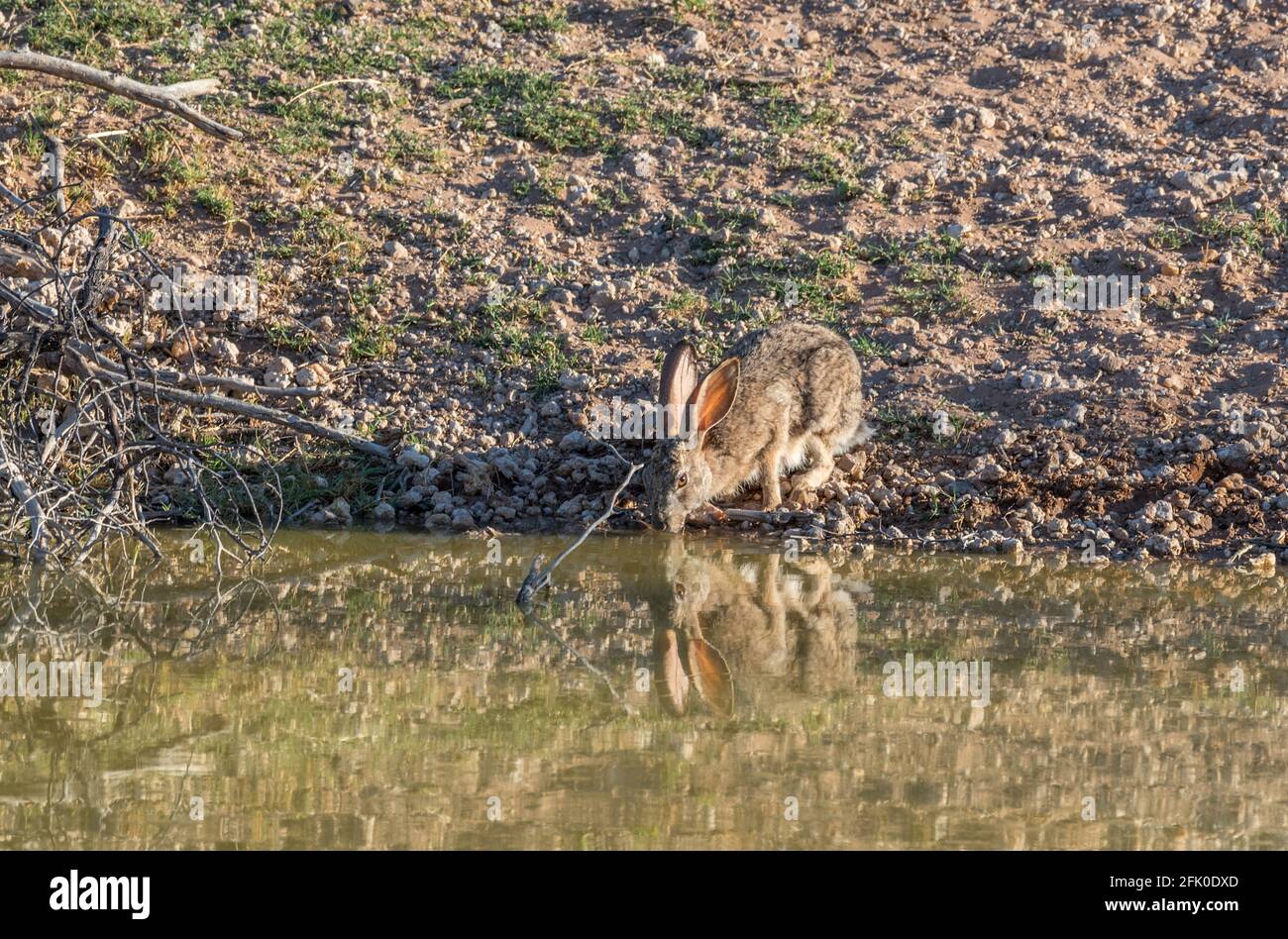 Rabbit bush hi-res stock photography and images - Alamy