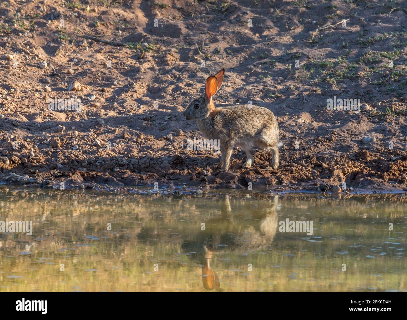 Rabbit bush hi-res stock photography and images - Alamy