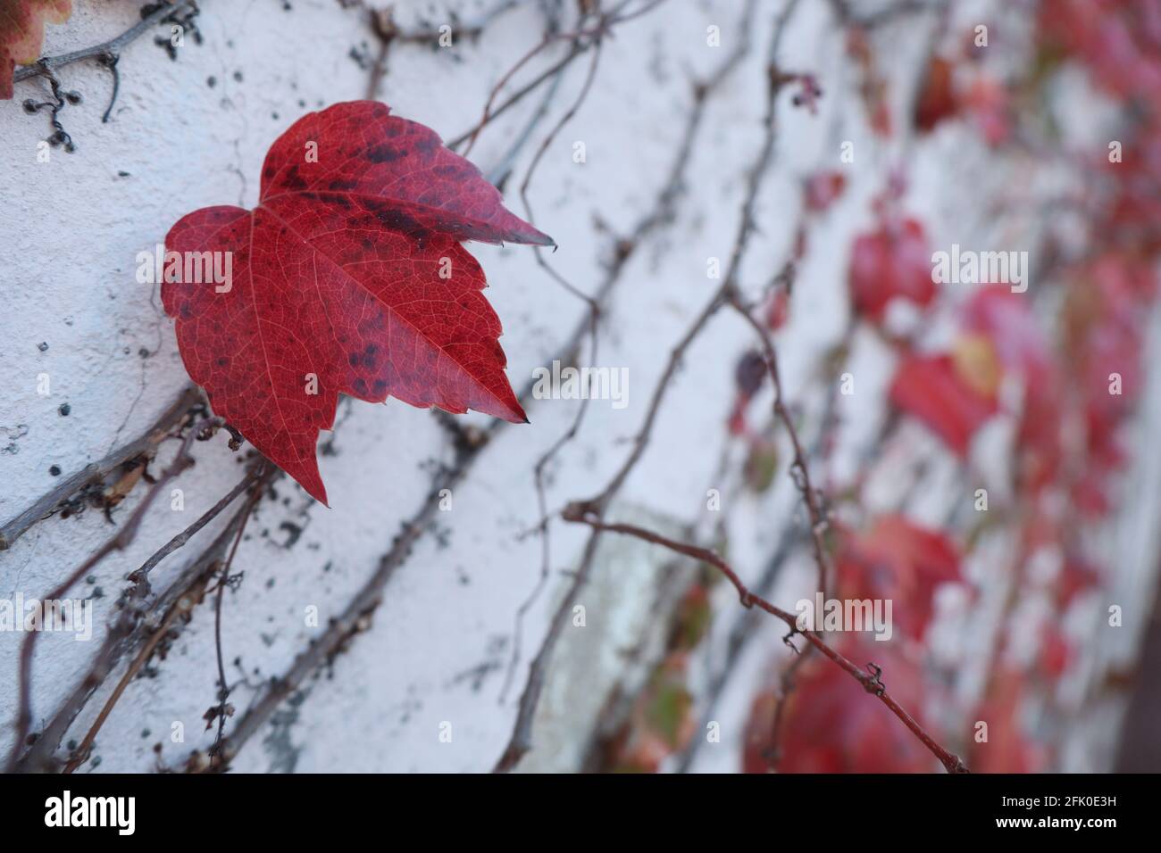 Autumn red hedera (ivy) leaves in white wall, with one leaf close up in ...